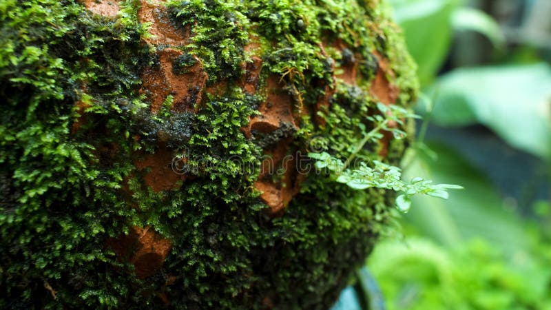 Moos im Wasser-Glas stockfoto. Bild von bürgersteig, glas - 74578922
