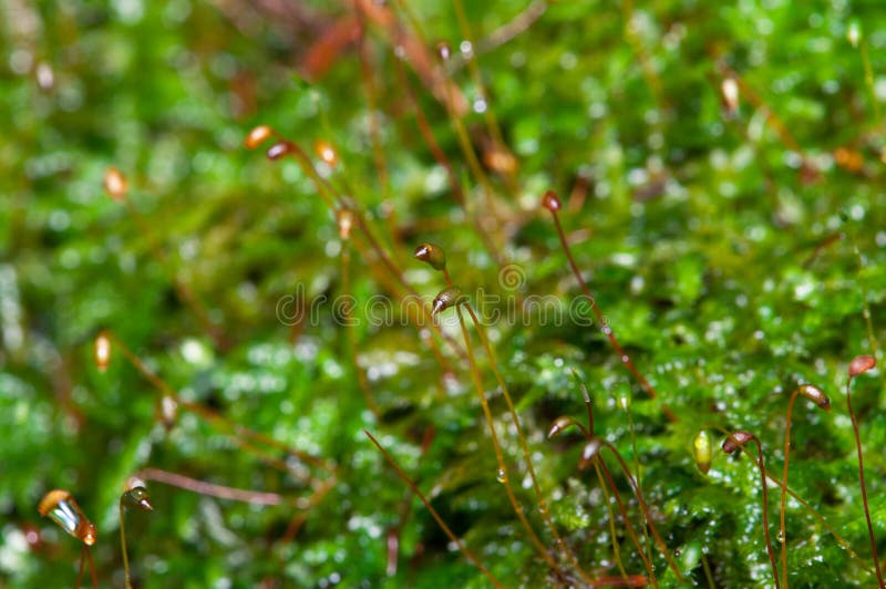 Moos-Makro stockbild. Bild von sporen, pflanzen, botanik - 21773225