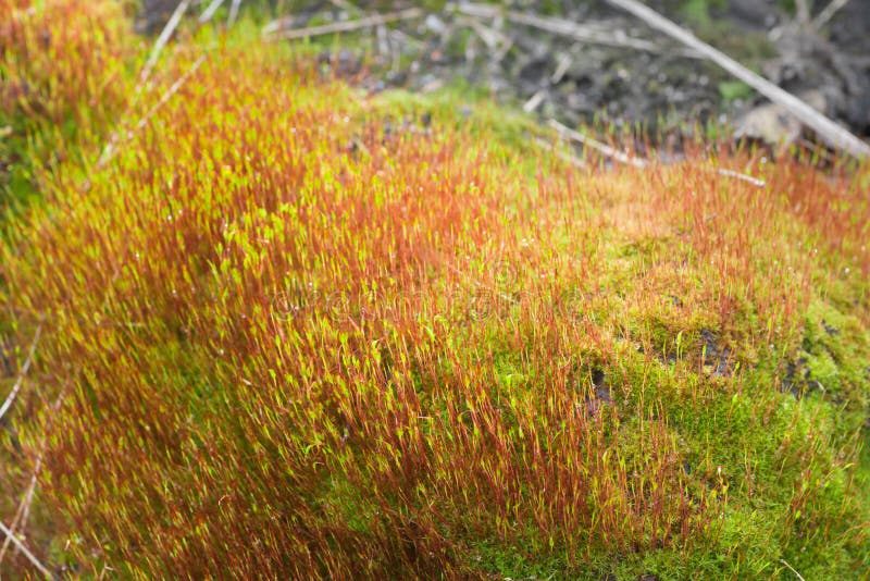 Moos-Sporen stockbild. Bild von reproduzieren, moosig - 24177099