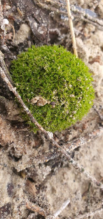 The moos stock photo. Image of food, rock, wildlife - 268568222