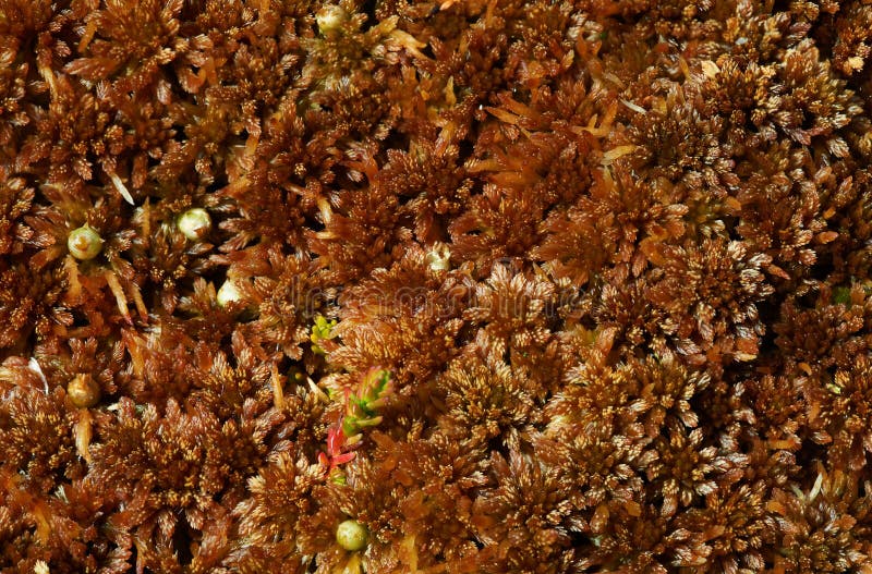 Moos Sphagnum papillosum stock photo. Image of moos, pattern - 56913624