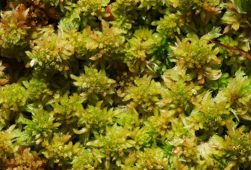 Moos Sphagnum papillosum stock image. Image of morass - 56913781