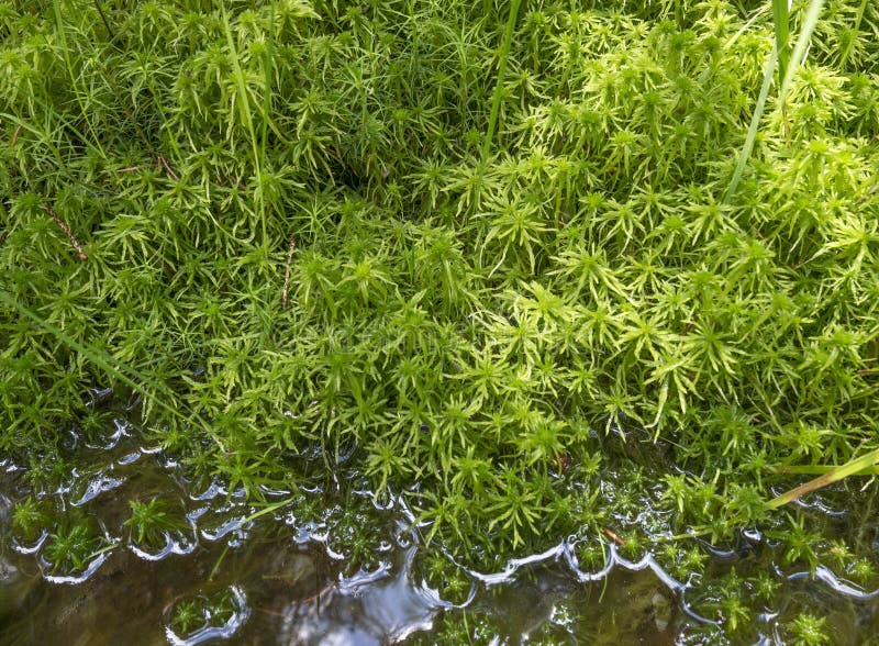 Moos stock photo. Image of moos, surface, background - 56120616