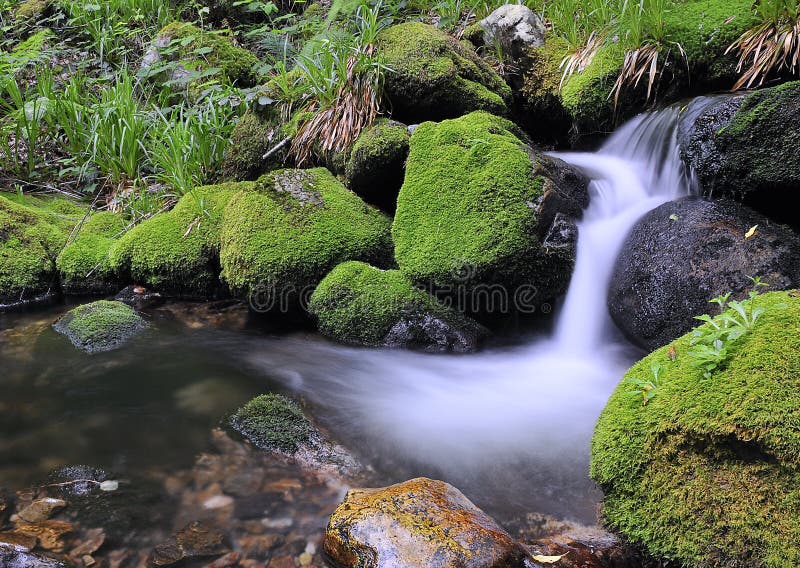Moos und Wasser. stockbild. Bild von umweltbewegung, feuchtigkeit ...