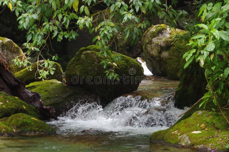 Moos mit Wasser im Wald stockbild. Bild von funkeln - 137093599