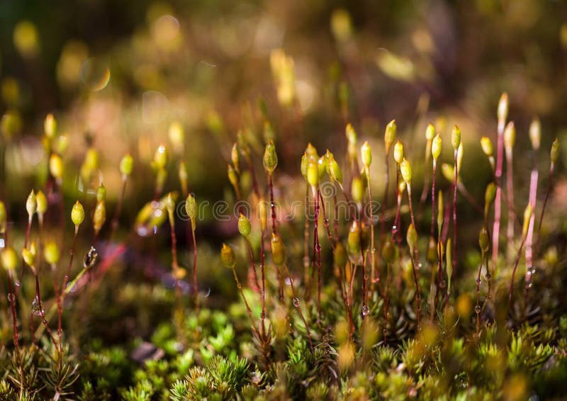Moosblume stockbild. Bild von wald, thailand, blume, moos - 62134581