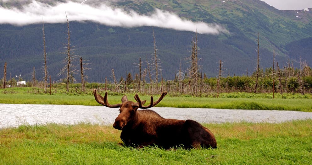 30,673 Moose Screaming Stock Photos - Free & Royalty-Free Stock Photos ...