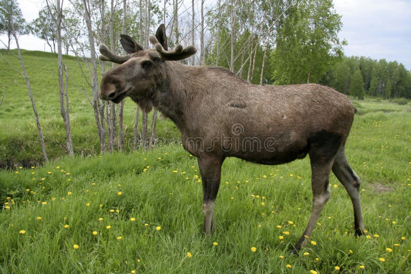 Moose stock photo. Image of north, woods, outdoor, standing - 15215088