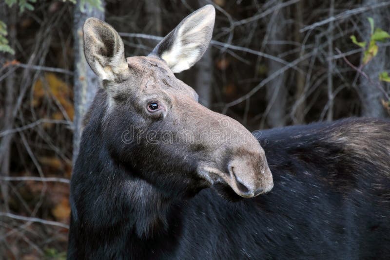 Moose stock photo. Image of camera, wild, nature, fall - 16978354