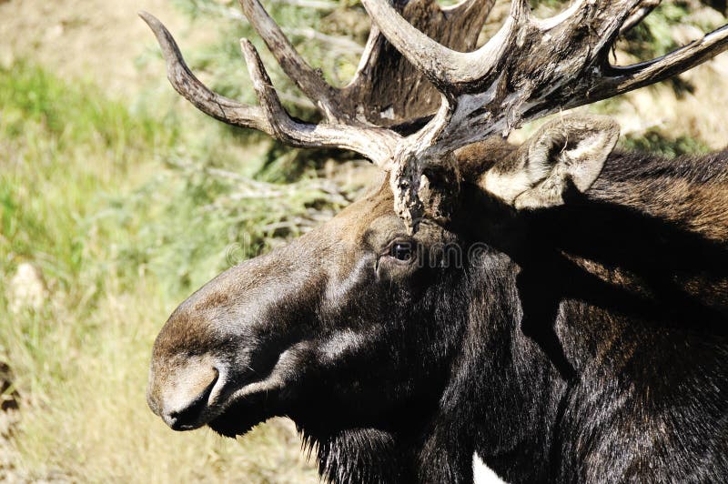 Horns of moose stock photo. Image of animal, nature, brown - 2276526