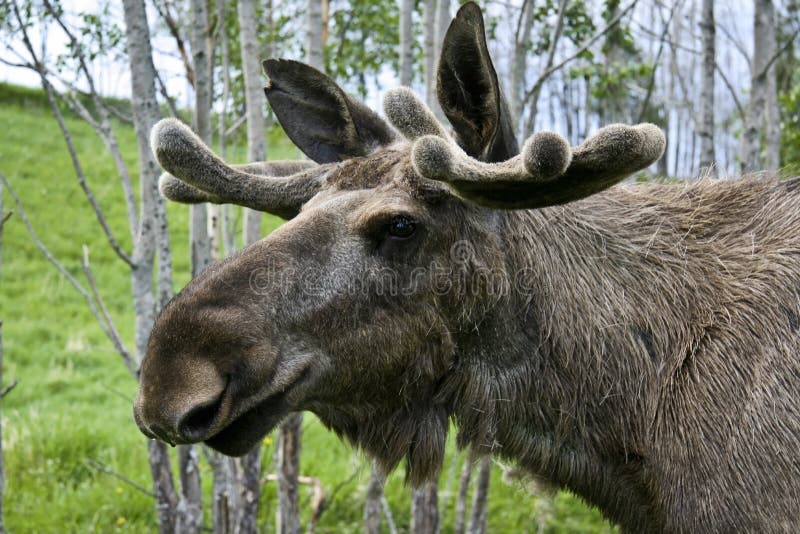 Moose stock image. Image of outdoor, head, fauna, zoology - 19593261