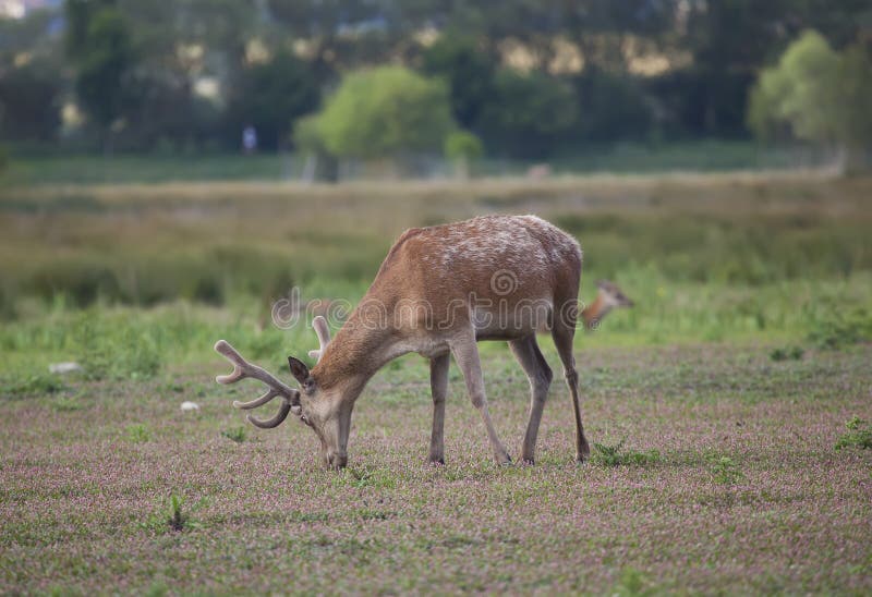 Moose stock image. Image of alces, horns, alava, color - 19952541
