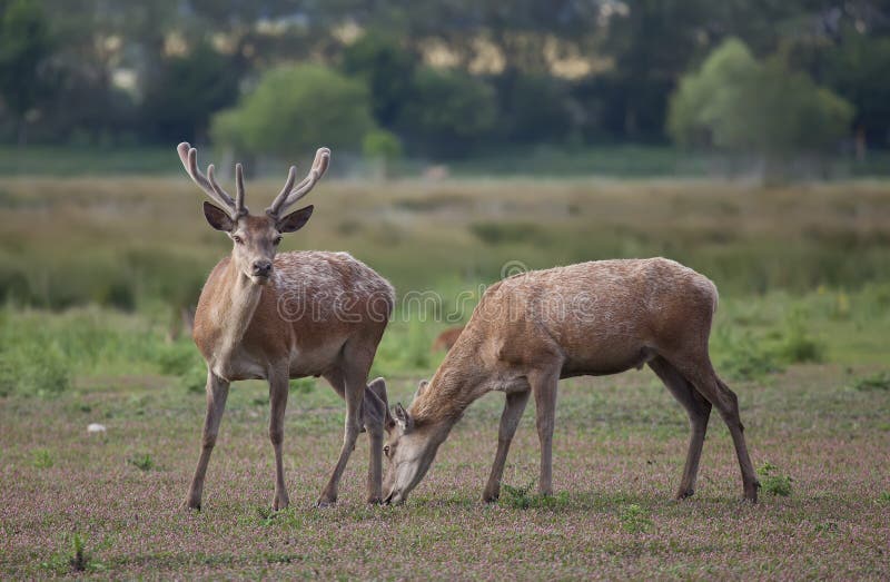 Moose stock image. Image of vitoria, alava, animal, color - 19952693
