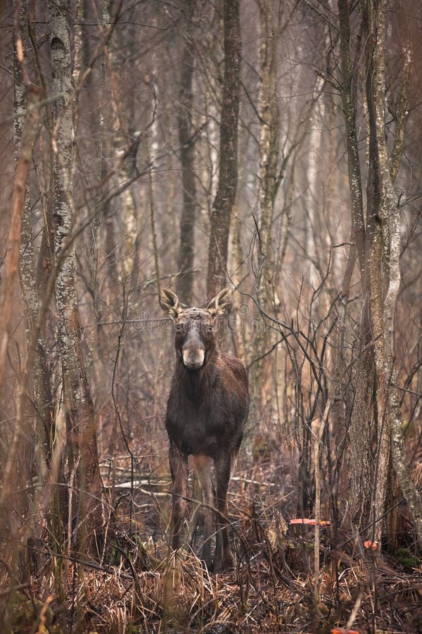 Moose stock image. Image of munch, bull, buck, eating - 20136417