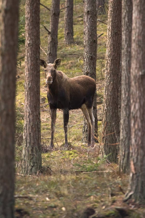 22,087 Moose Photos - Free & Royalty-Free Stock Photos from Dreamstime