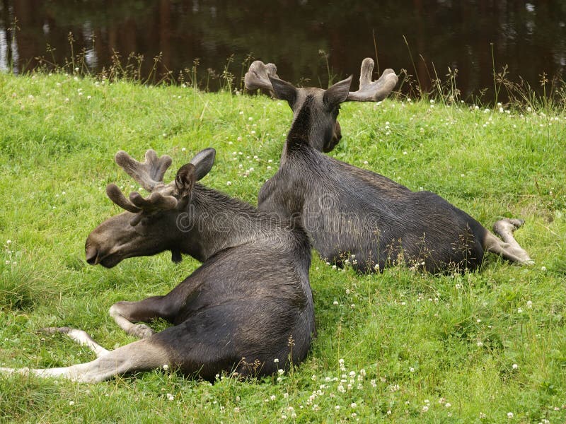 Moose stock image. Image of details, outside, mammal - 20463023