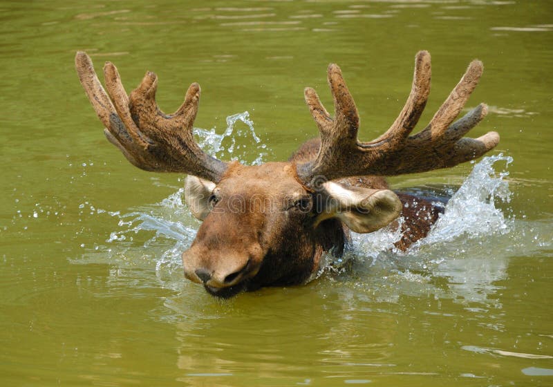 Moose from Behind in the River Stock Image - Image of moose, foret ...