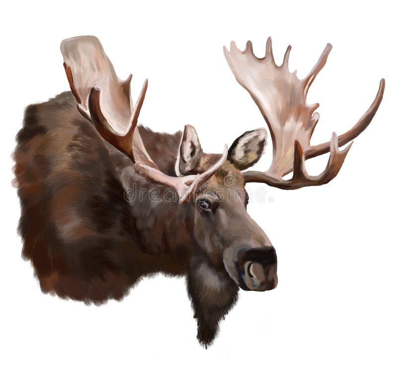 Moose stock illustration. Illustration of rusty, herbs - 23982603