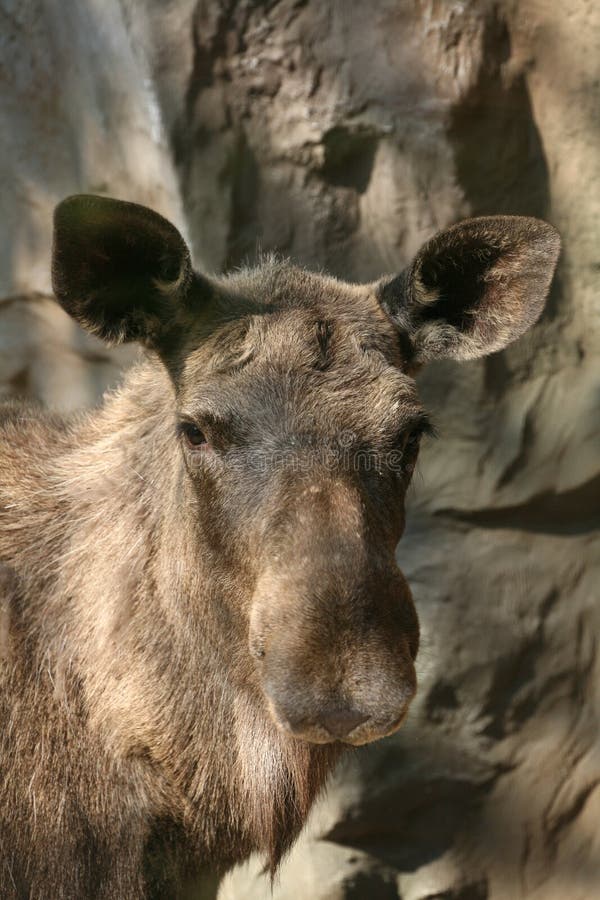 Moose stock image. Image of sheets, stumps, deer, america - 2690271