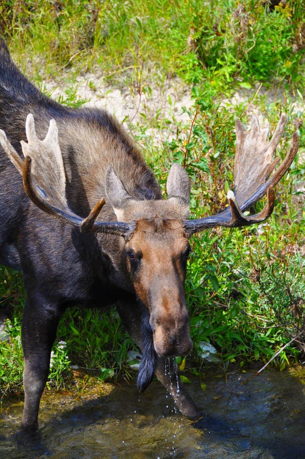 Moose stock photo. Image of amazing, nature, bull, river - 27767168