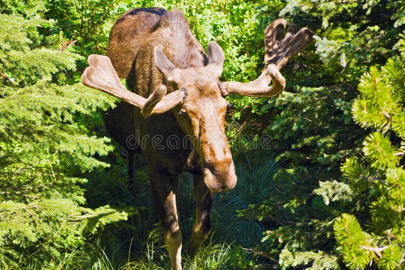 Moose from Behind in the River Stock Image - Image of moose, foret ...