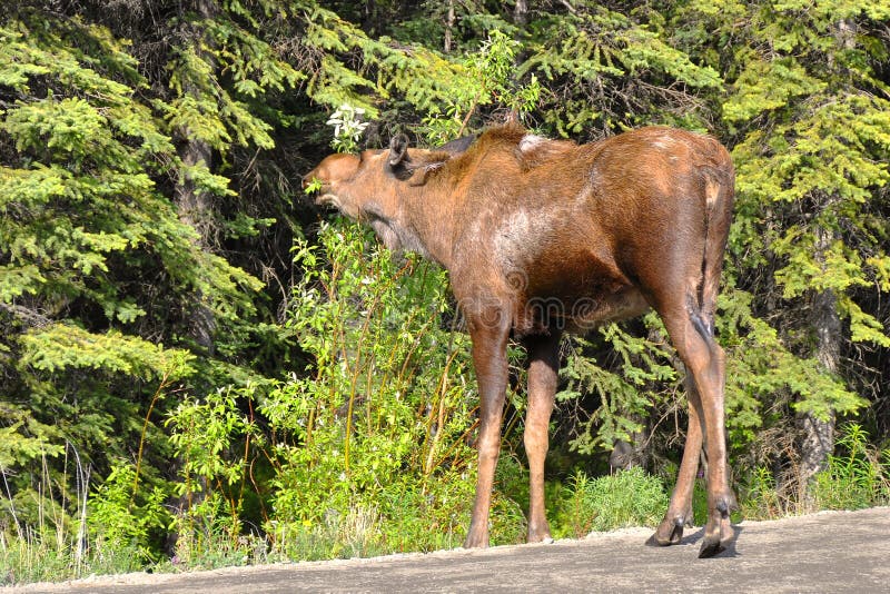 227 Moose Hooves Stock Photos - Free & Royalty-Free Stock Photos from ...