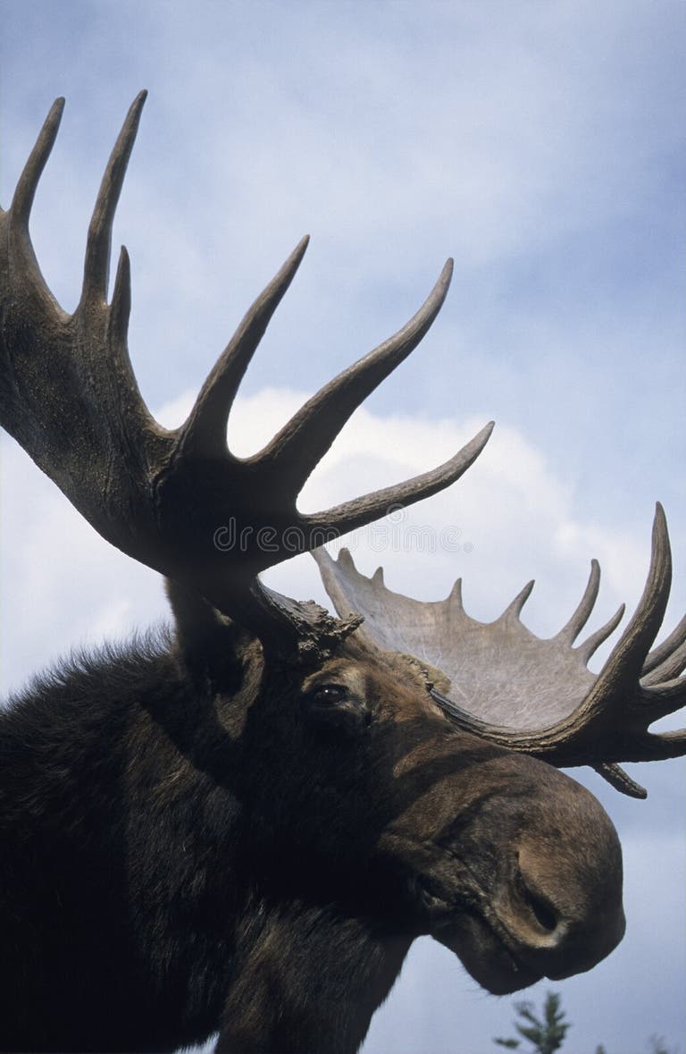 3,550 Moose Head Stock Photos - Free & Royalty-Free Stock Photos from ...
