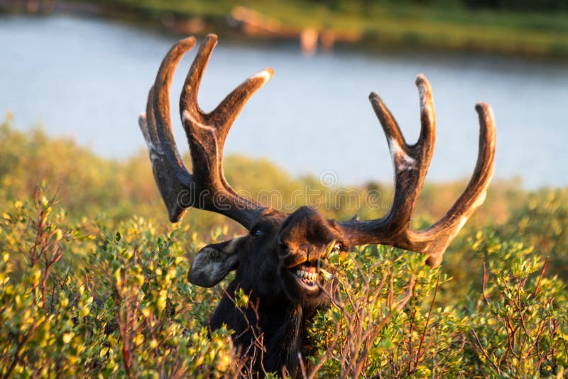 269 Moose Teeth Stock Photos - Free & Royalty-Free Stock Photos from ...