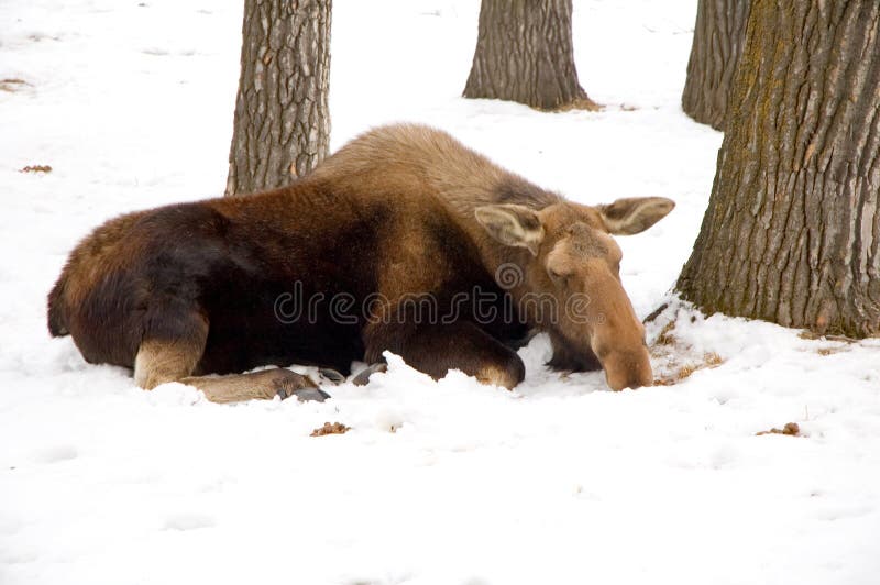 Moose Sleeping on a Cloud on a Starry Night Stock Photo - Image of ...