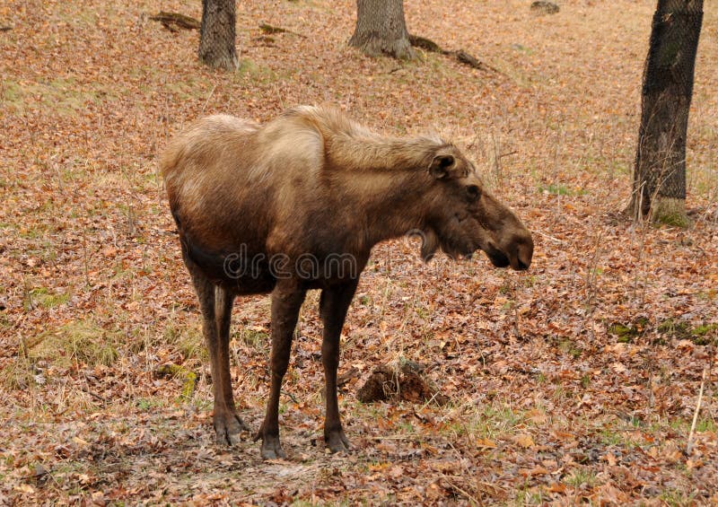Moose drooling stock photo. Image of yellow, color, moose - 28007482