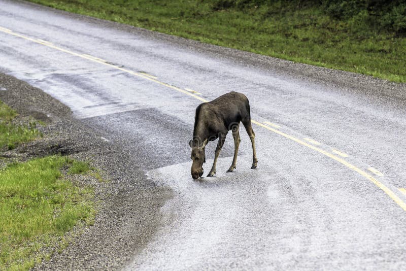 Moose Across the Road in Alaska Stock Image - Image of scenery ...