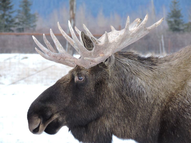 Moose in Alaska stock image. Image of alaska, ocean, backwoods - 2264703