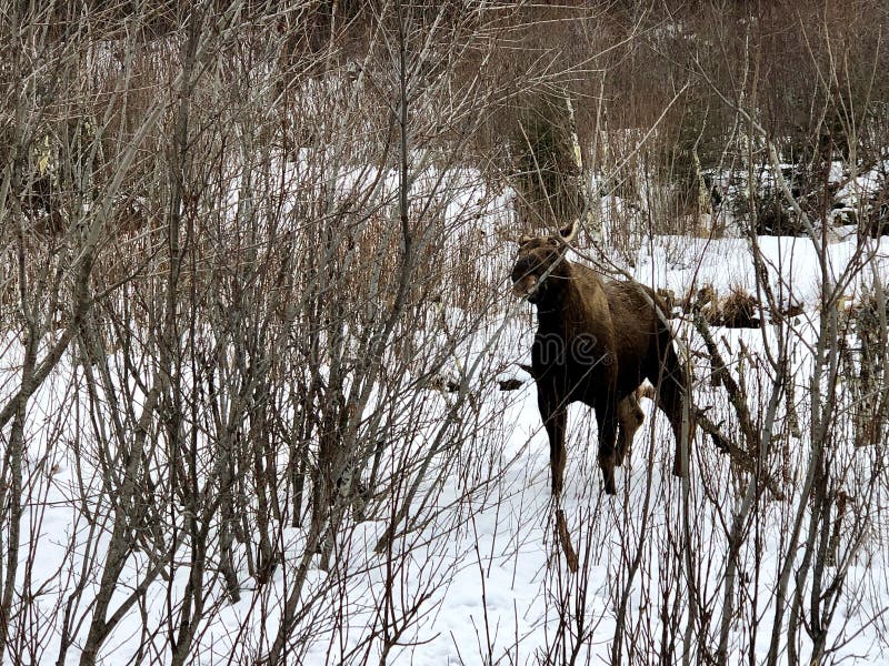 Moose in the Alaskan bush. stock photo. Image of scenic - 141903772