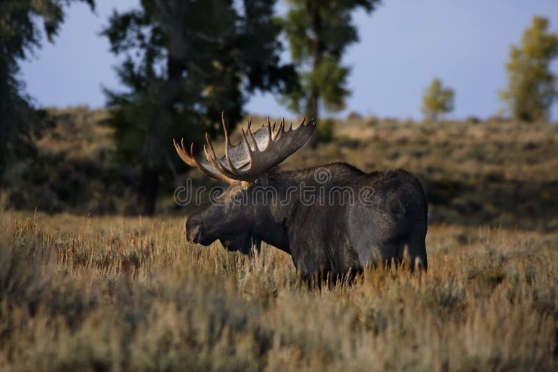 Moose (Alces alces) stock photo. Image of moose, rack - 9010220