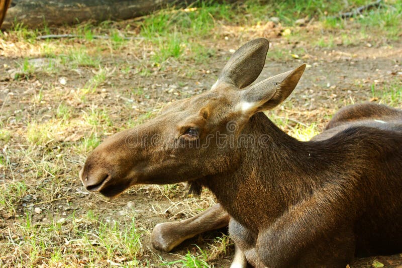 Head of wild boar stock photo. Image of teeth, snout - 80023752