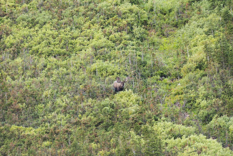 Moose hiding in the grass stock photo. Image of wildlife - 29530430