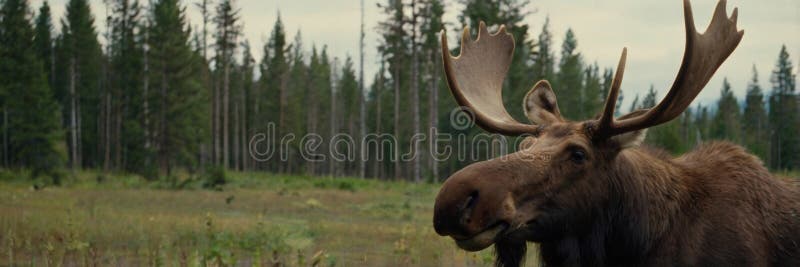 Large Moose on a Farm, with Large Horns and a Beard Stock Illustration ...