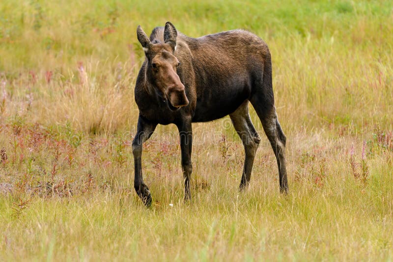 Moose (Alces Alces) in Yukon Stock Image - Image of fall, grass: 77517899