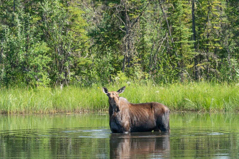 Moose stock photo. Image of beautiful, mammal, natural - 342910994