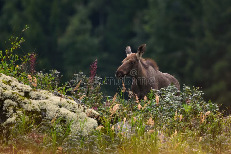 Moose (alces Alces) Calf in the Bushes. Stock Photo - Image of mammal ...
