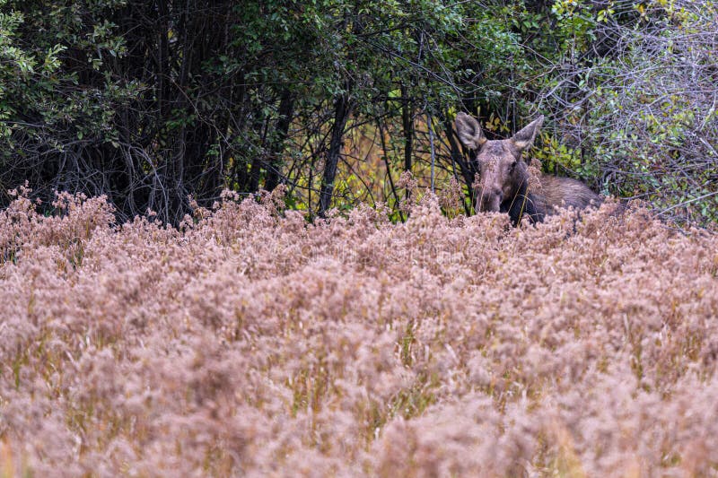 Moose Hiding in Reed Grass stock photo. Image of national - 301151346
