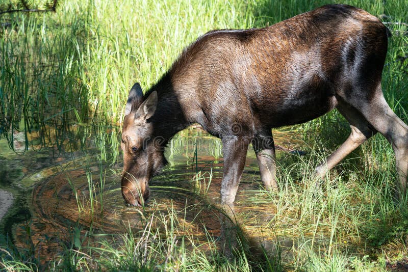 Moose, Alces alces stock image. Image of alberta, canada - 167390767