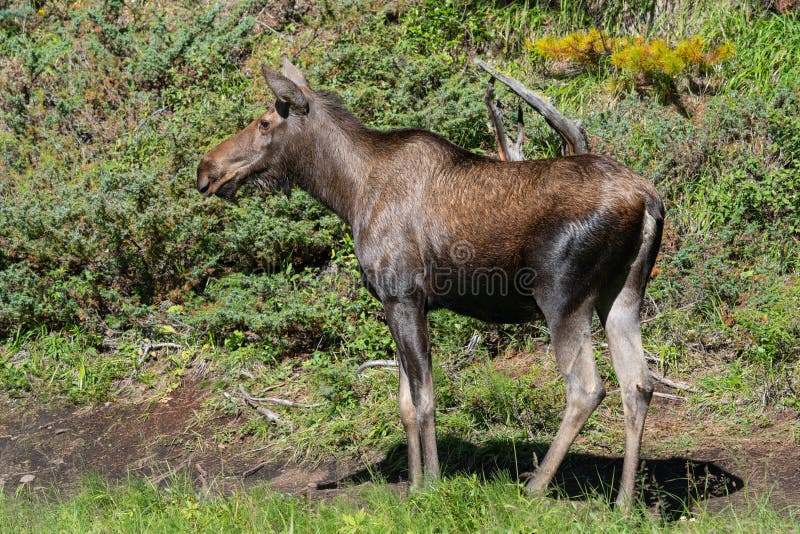 Moose, Alces alces stock photo. Image of alberta, kingdom - 167390784