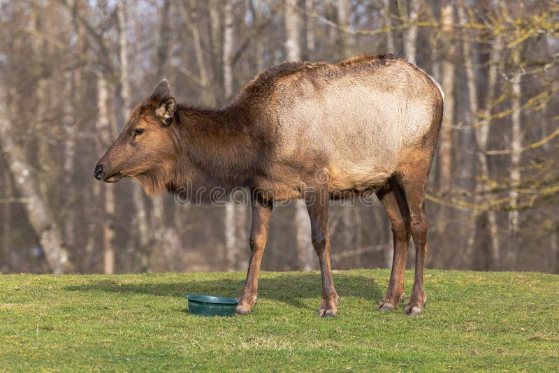 Moose, Alces Alces, is the Largest Living Deer Stock Image - Image of ...