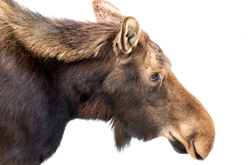 373 Closeup Moose Head Stock Photos - Free & Royalty-Free Stock Photos ...