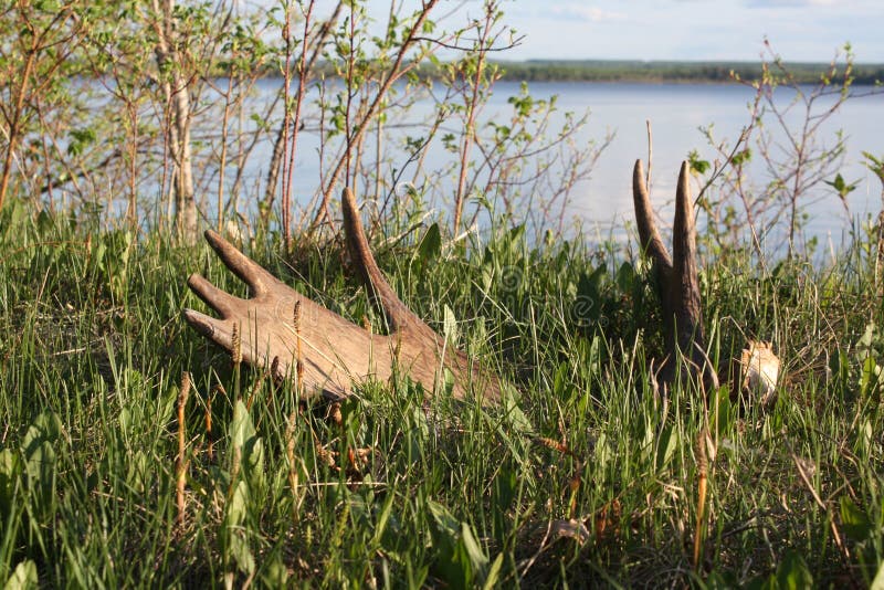 Moose antler shed stock photo. Image of calling, moose - 15612450
