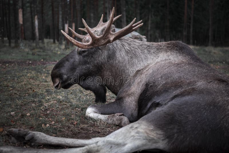 Moose Resting Lying on the Forest Floor in Sweden Stock Image - Image ...