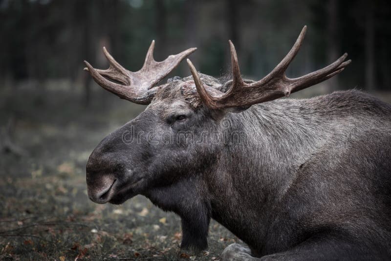 Moose Resting Lying on the Forest Floor in Sweden Stock Photo - Image ...