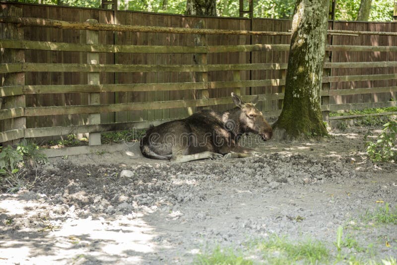 Moose without Antlers Rests in Shadow Stock Image - Image of european ...