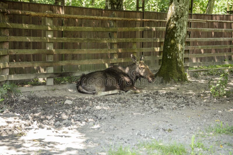 Moose without Antlers Rests in Shadow Stock Image - Image of bovid ...